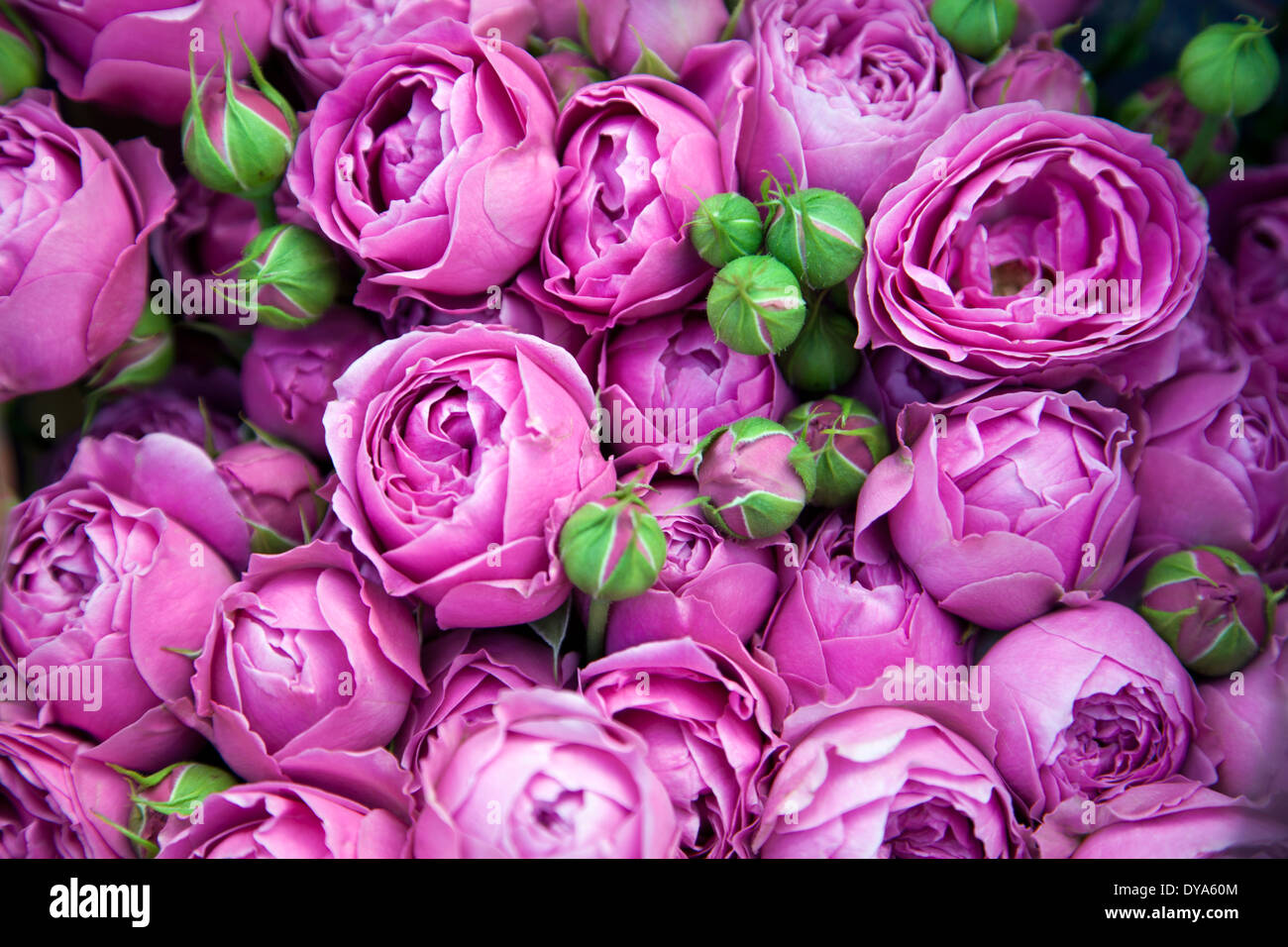 Rose heads hi-res stock photography and images - Alamy