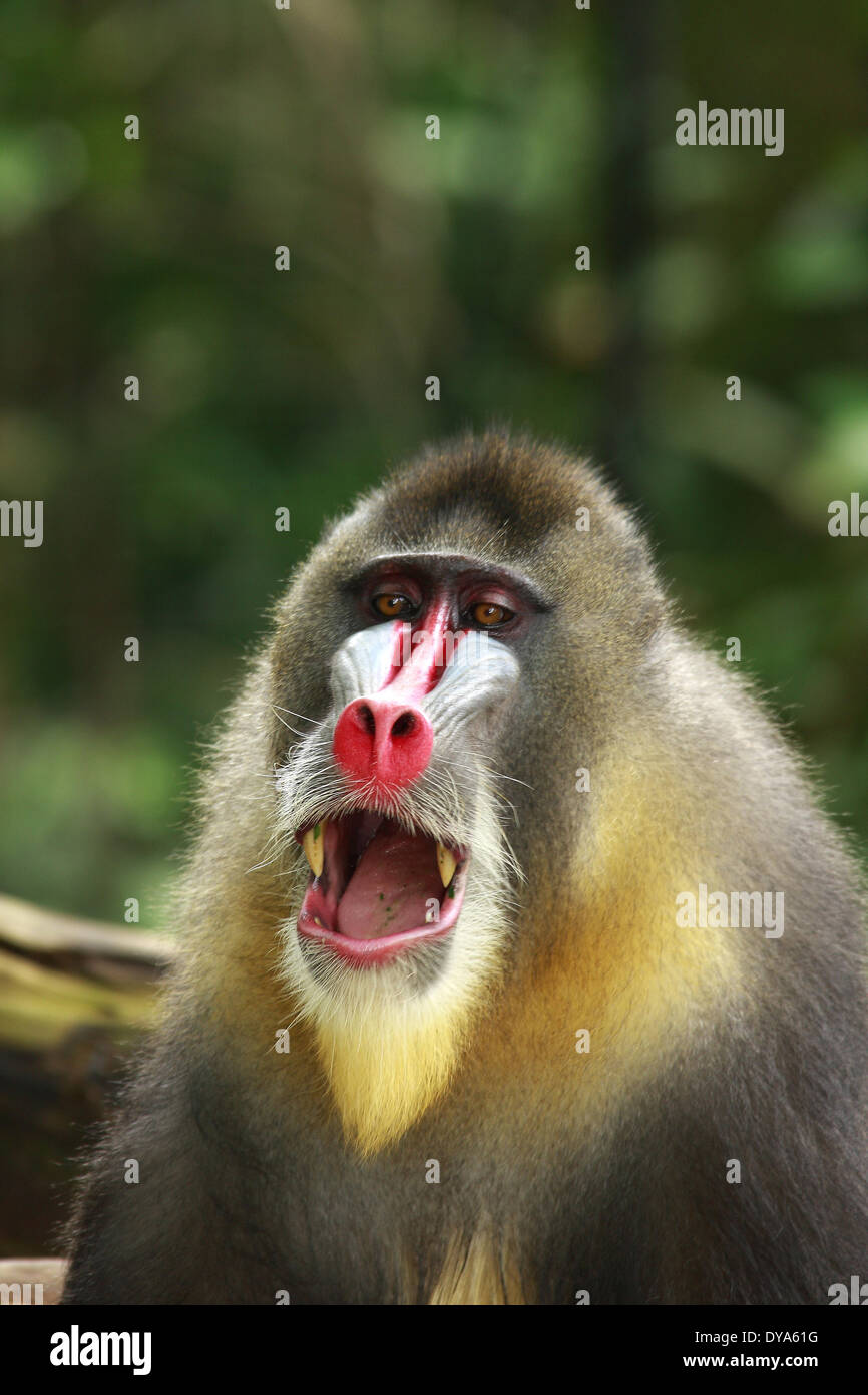 Mandrill hi-res stock photography and images - Alamy