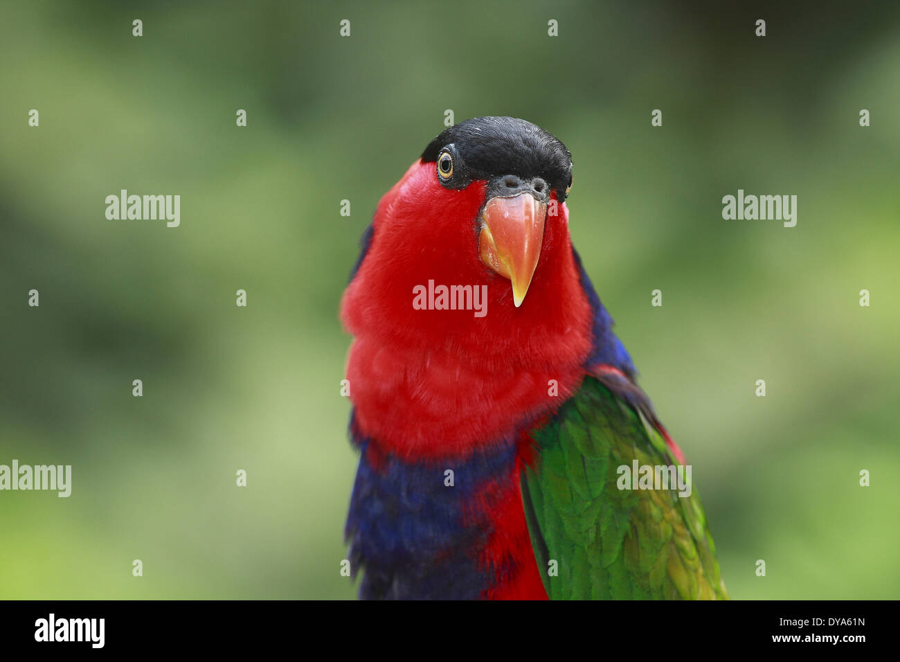 Asia, aves, colorfully, head, Lori, Lorie, Lories, Loriidae, Loris ...