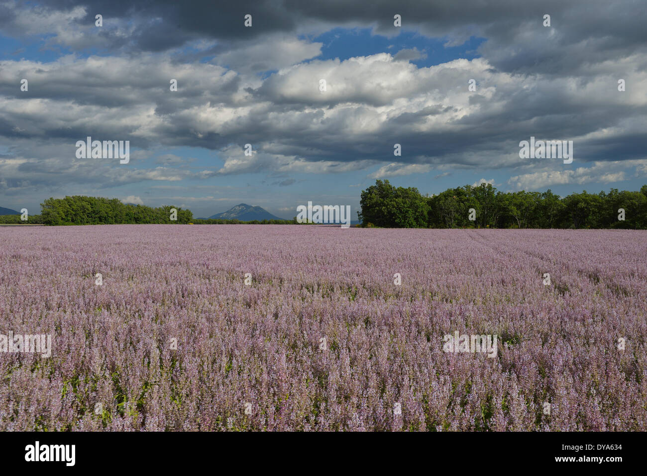 France, Provence, landscape, flowers, bloom, summer, french, bloom ...
