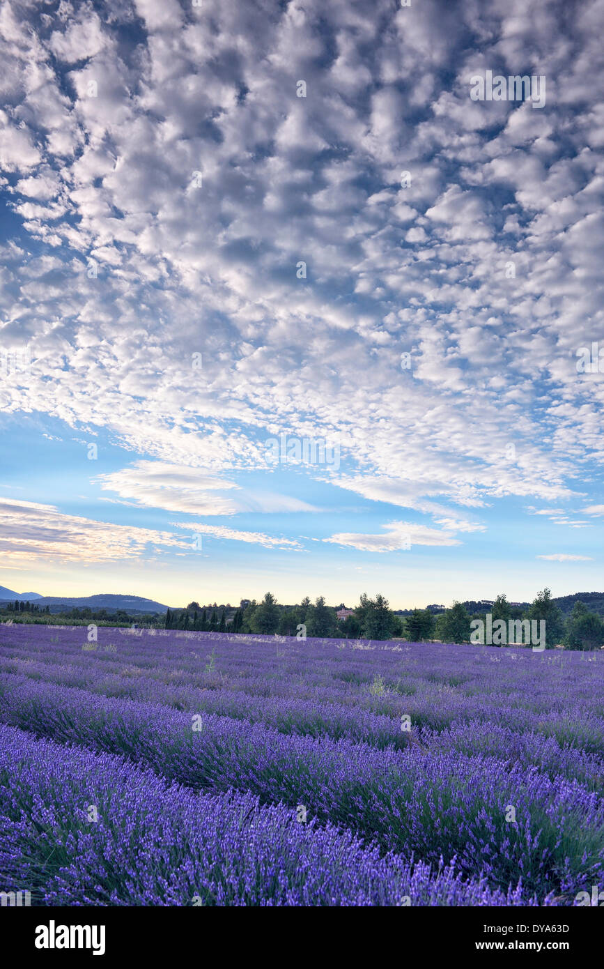 Europe, France, Provence, Vaucluse, lavender, landscape, clouds, bloom ...