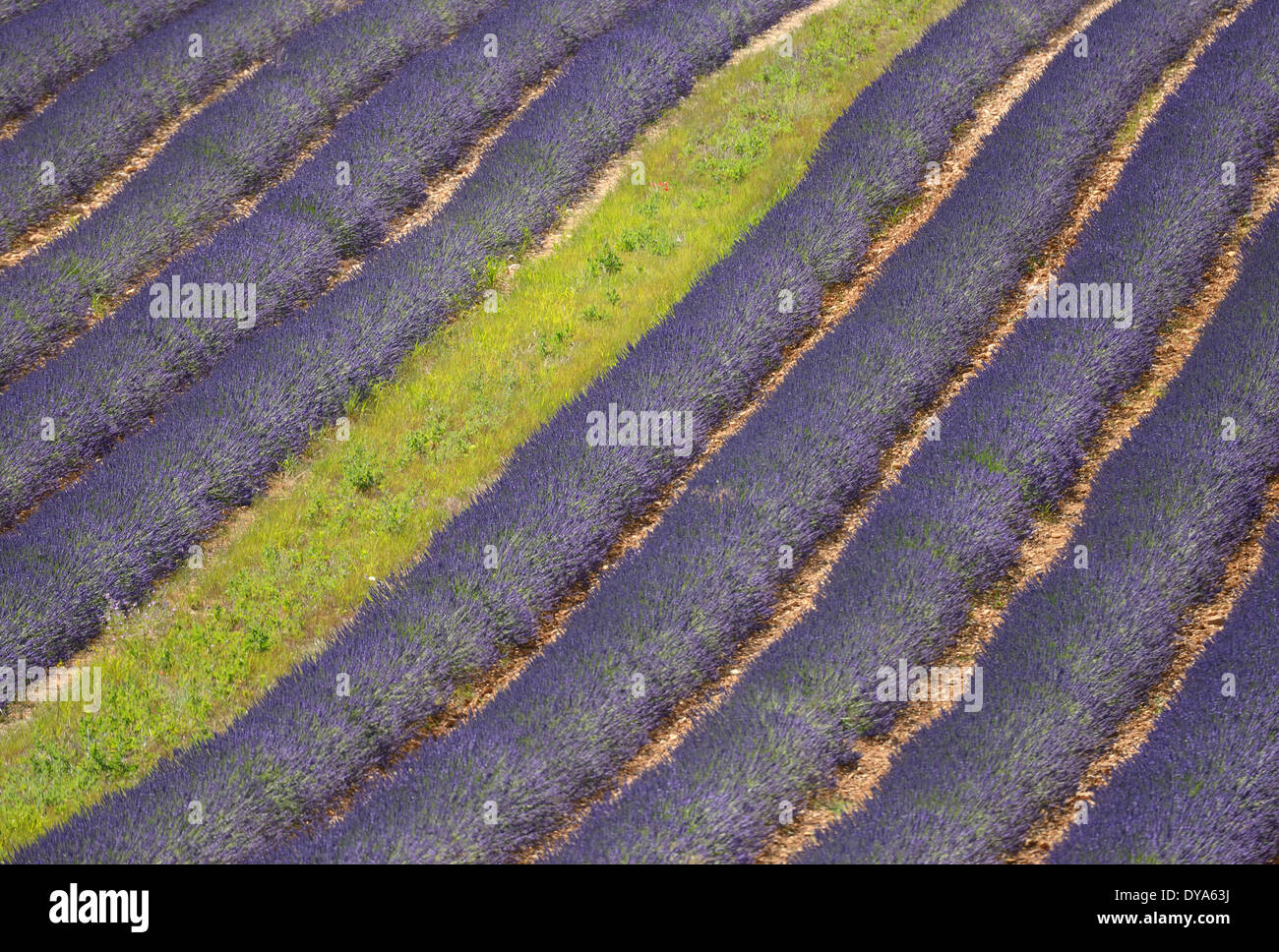Europe, France, Provence, Vaucluse, lavender, lines, field, flowers ...