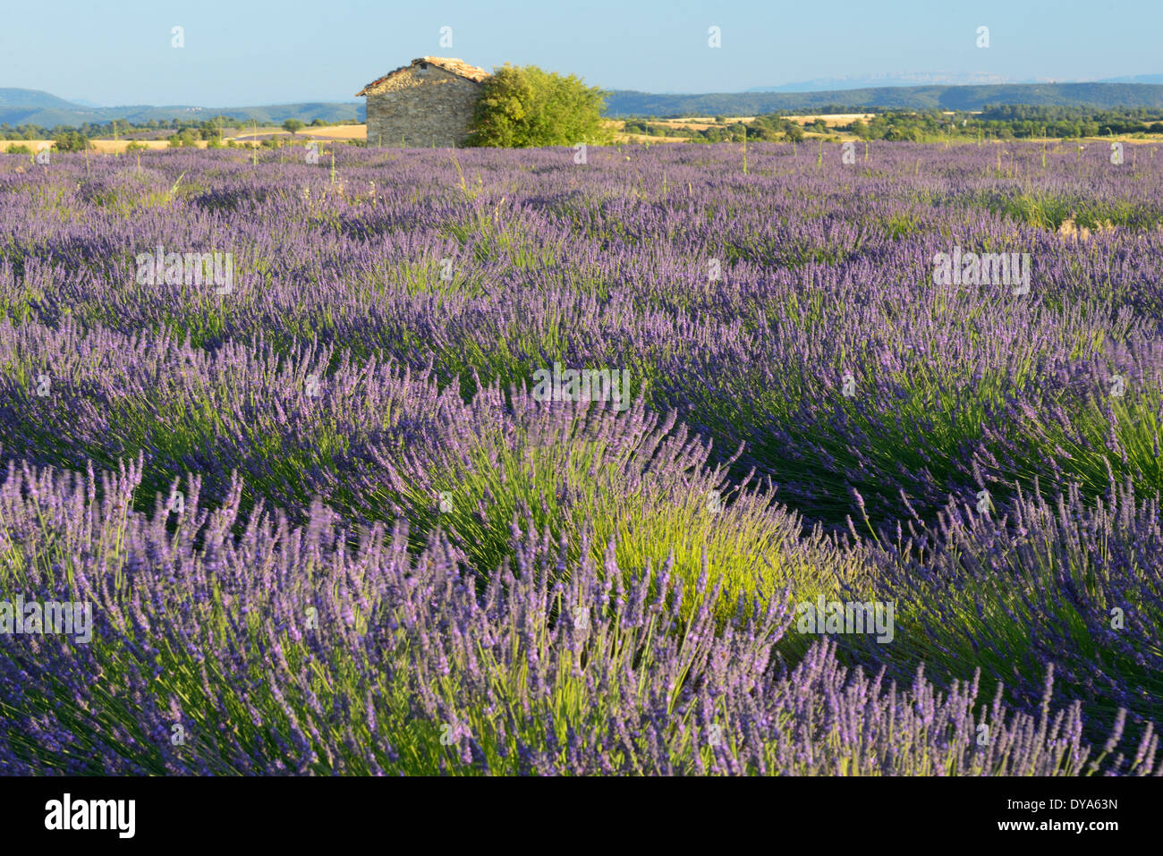 Europe France Provence bloom lavender barn field landscape flower ...