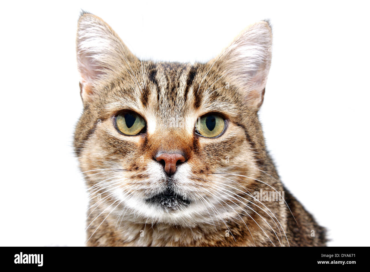 Cat kitten gaze regard glance look head isolated Stock Photo - Alamy