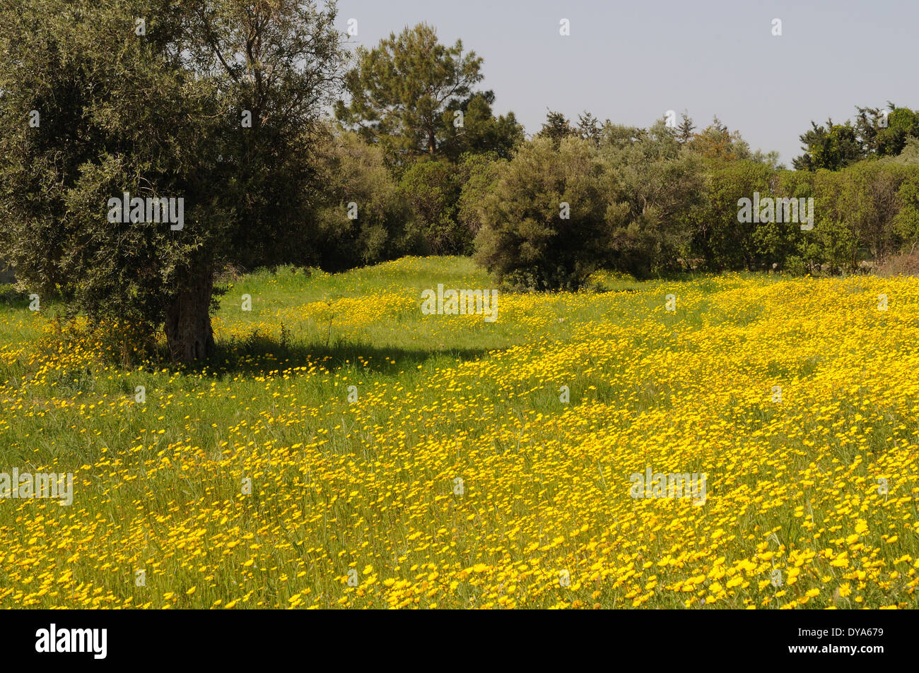 Field of Crown Daisy flowers and olive trees Northern Cyprus Stock ...