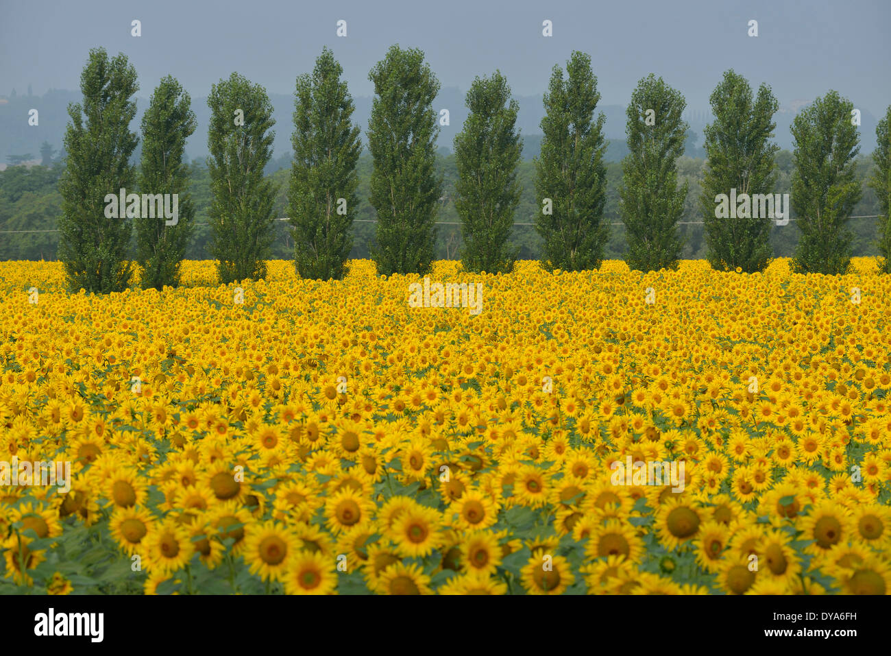 Sunflower field tuscany italy hi-res stock photography and images - Alamy