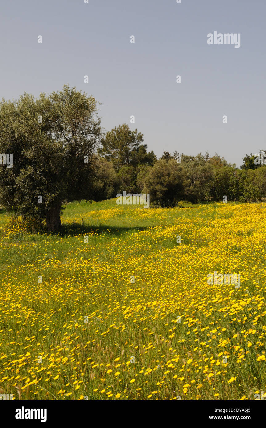 Crown Daisy flowers and olive trees Northern Cyprus Stock Photo - Alamy