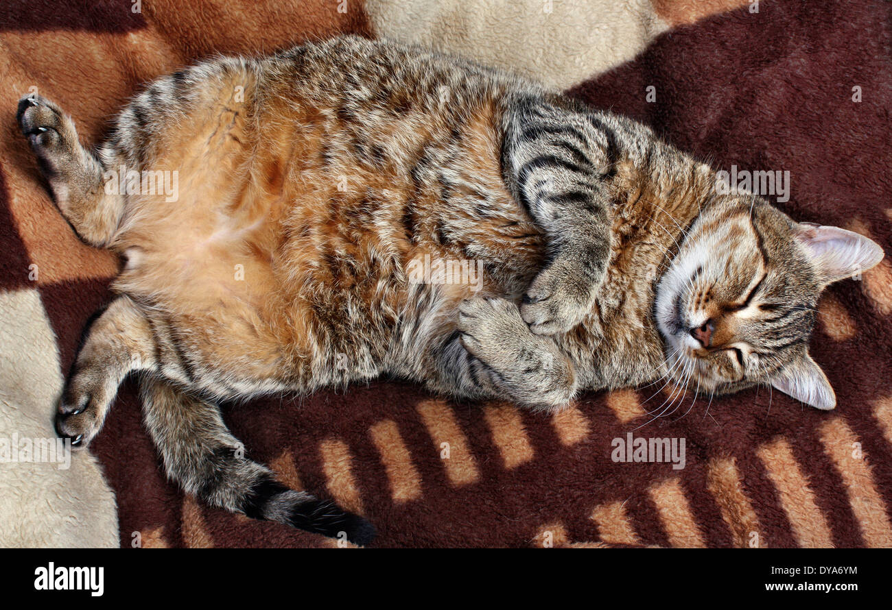 Fat stuffed animal hi-res stock photography and images - Alamy