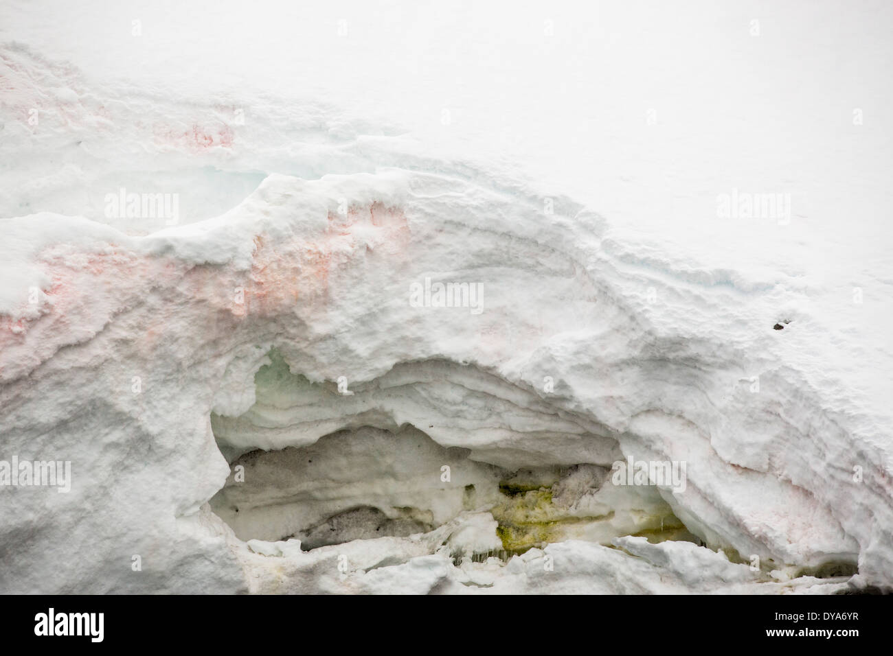 Red snow algae hi-res stock photography and images - Alamy