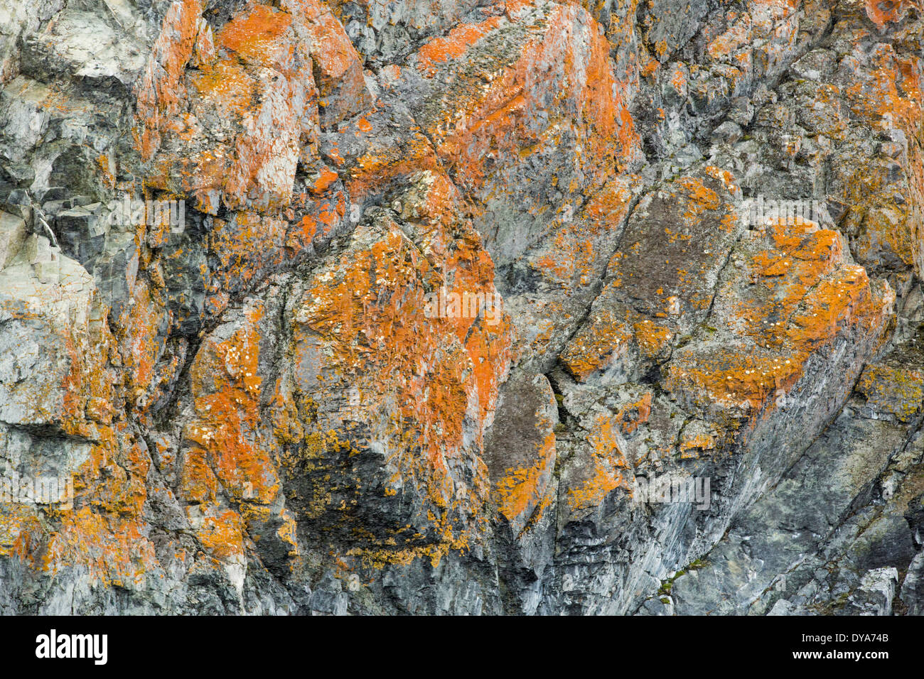 Moss and lichen growing on a sea cliff on Cuverville Island off the ...