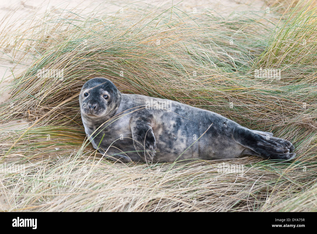 Green and greay blue hi-res stock photography and images - Alamy