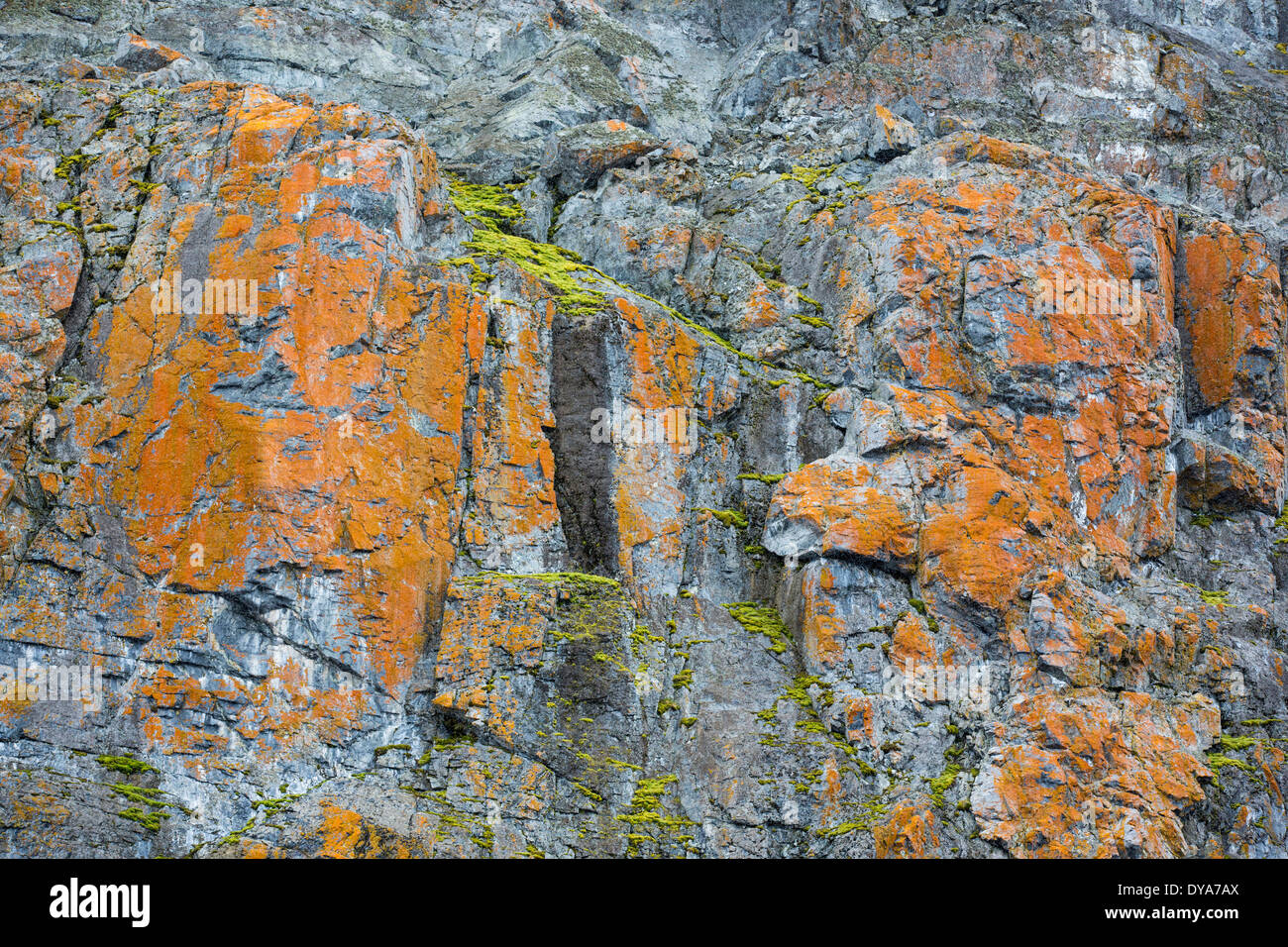 Lichen Antarctica Stock Photos & Lichen Antarctica Stock Images - Alamy