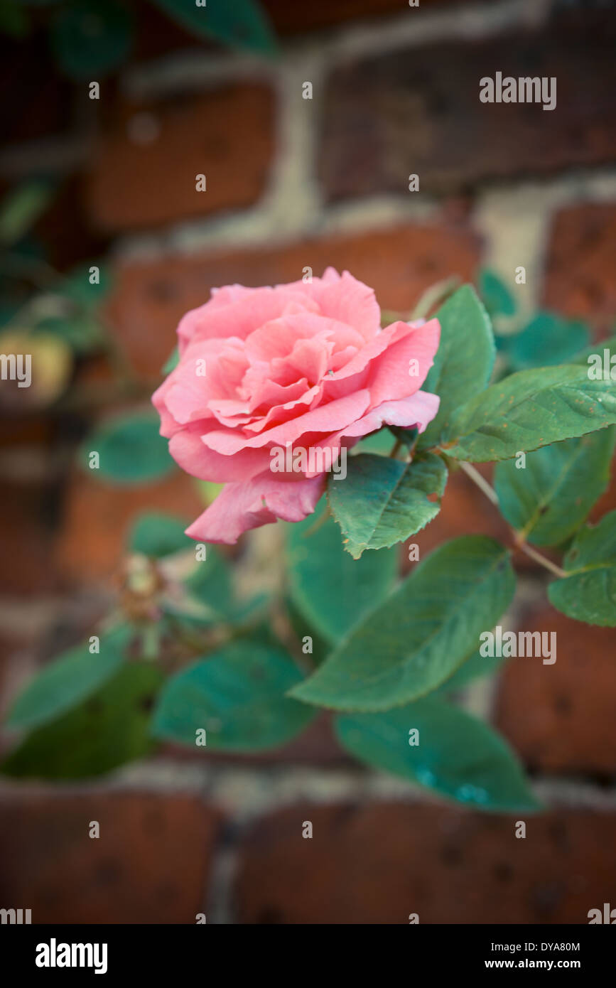 Red roses brick wall hi-res stock photography and images - Alamy