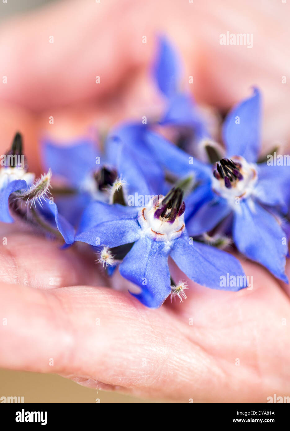 Borage flowers in hand hi-res stock photography and images - Alamy