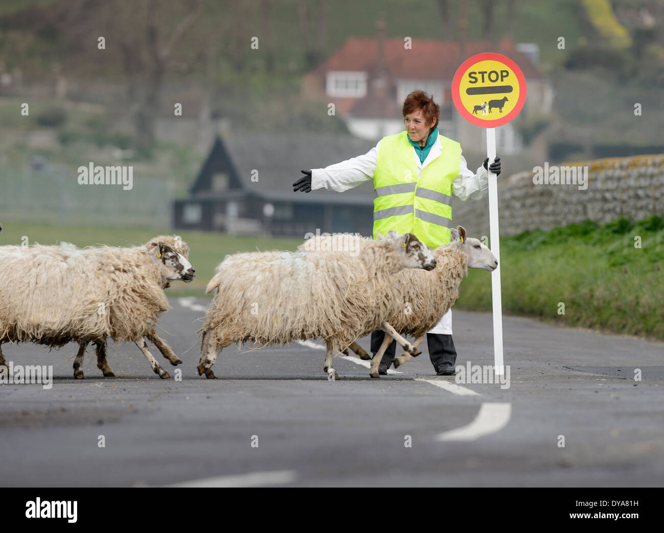 Why did the sheep cross the road? A volunteer lollipop lady helps sheep ...