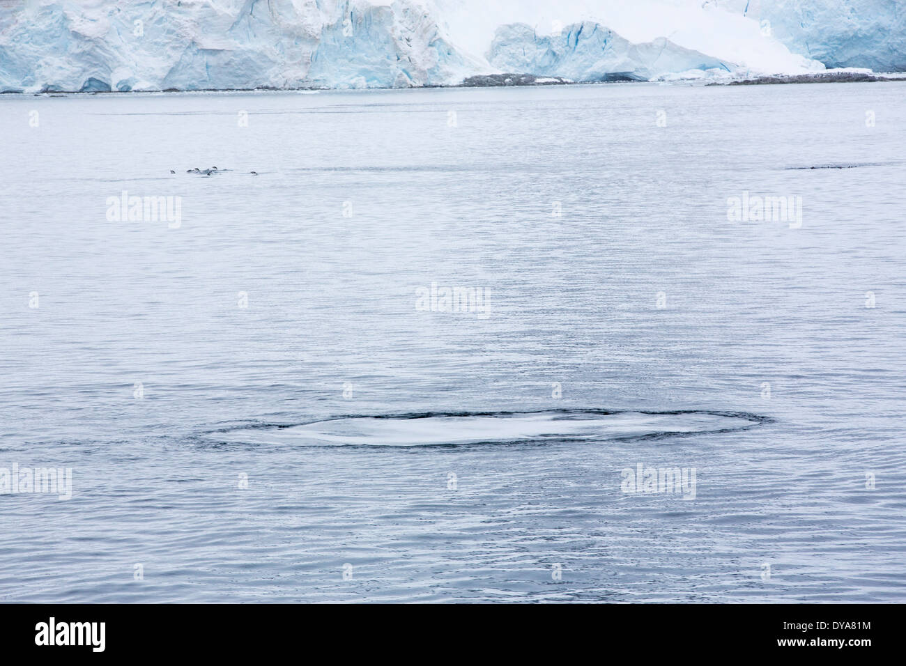 Whales footprint hi-res stock photography and images - Alamy