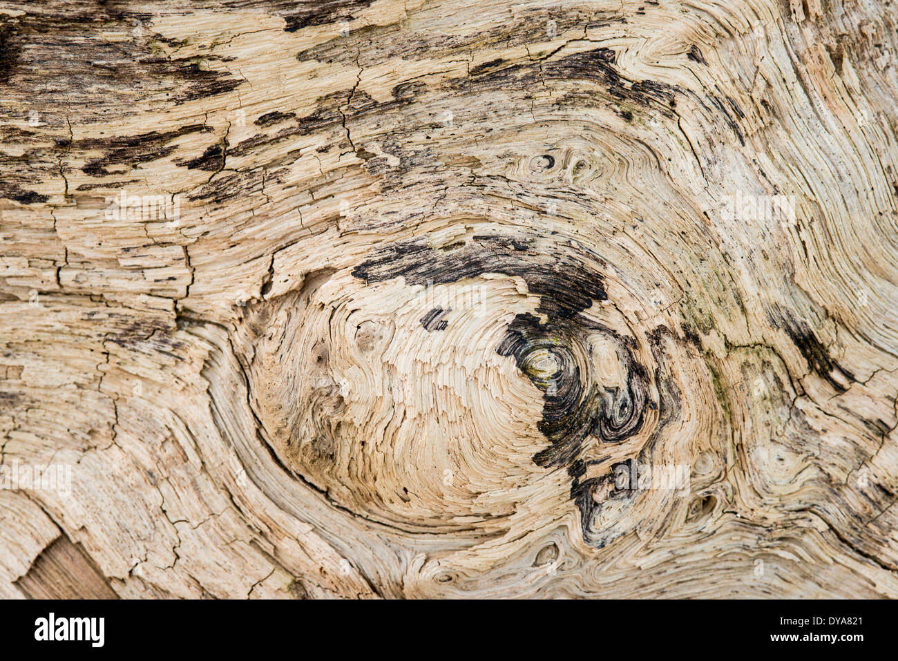 Close-up photo of tree bark, colour photograph, driftwood Stock Photo ...