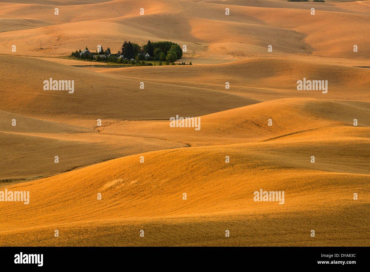 Summer crop crops wheat wa hi-res stock photography and images - Alamy