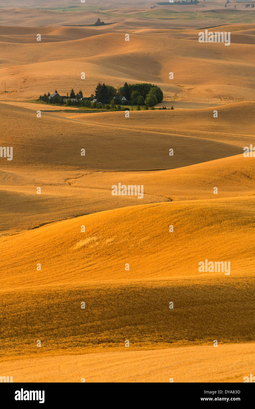 Summer crop crops wheat wa hi-res stock photography and images - Alamy