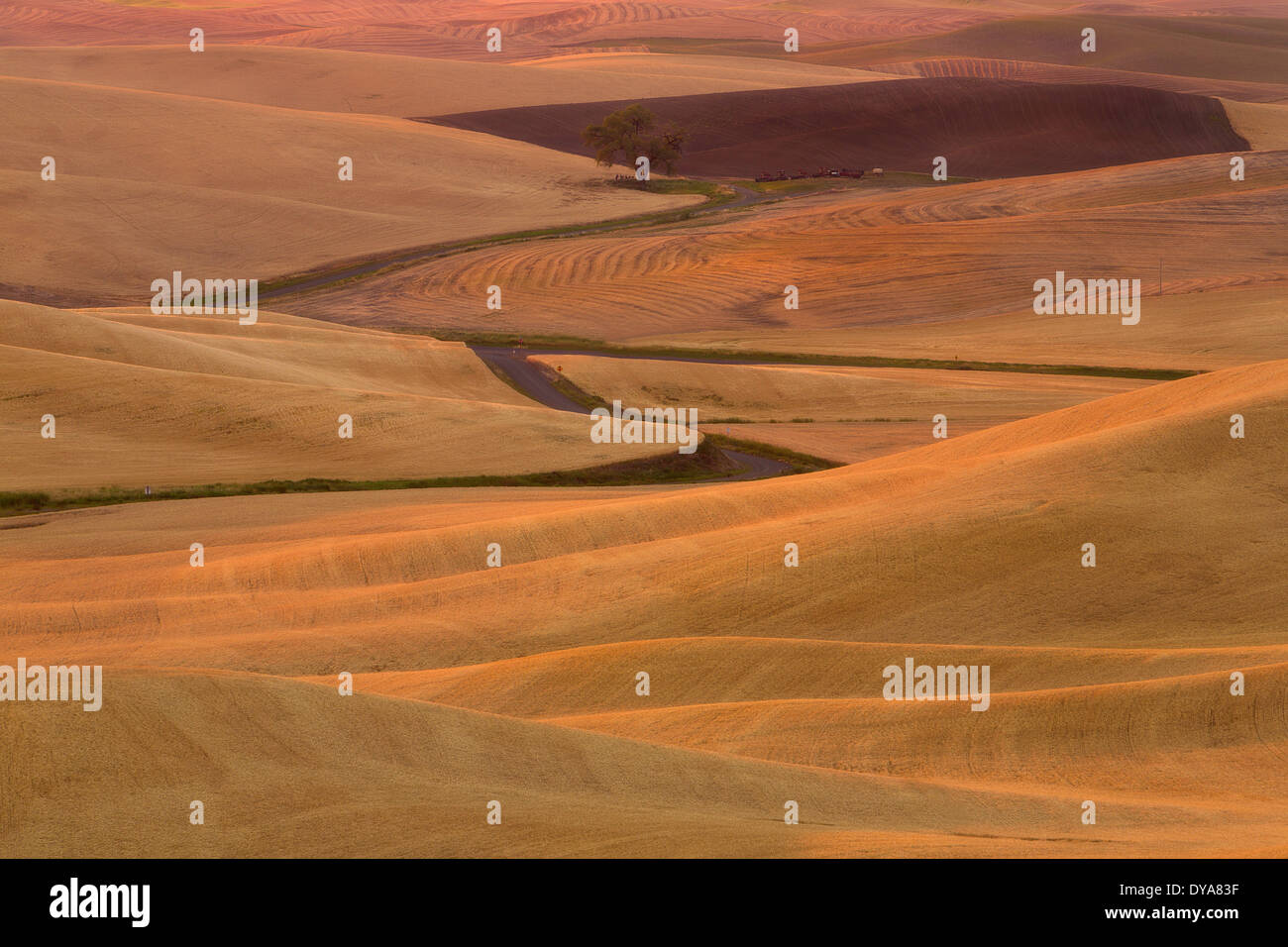 Summer crop crops wheat wa hi-res stock photography and images - Alamy