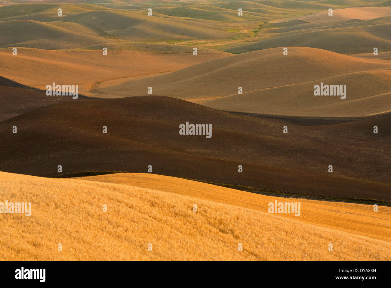 Summer crop crops wheat wa hi-res stock photography and images - Alamy