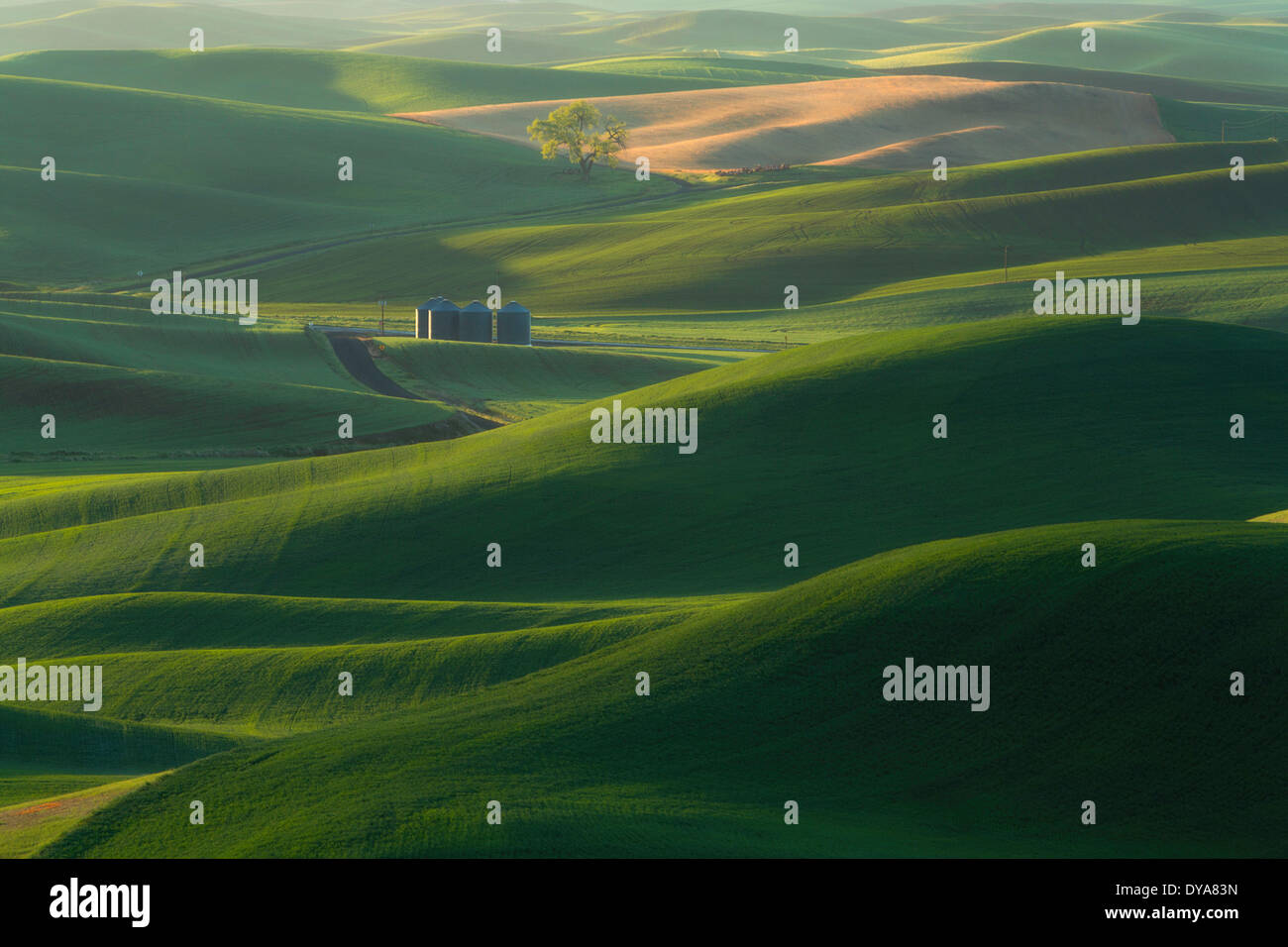 sky, spring, crop, crops, wheat, WA, Washington, USA, America, United ...