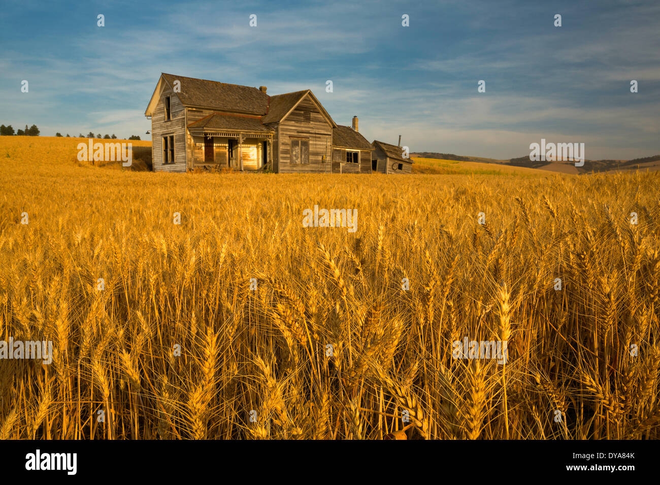 Summer crop crops wheat wa hi-res stock photography and images - Alamy
