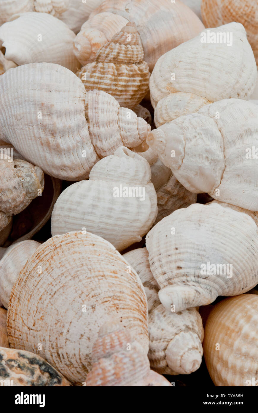 Conical broad shells on beach hi-res stock photography and images - Alamy