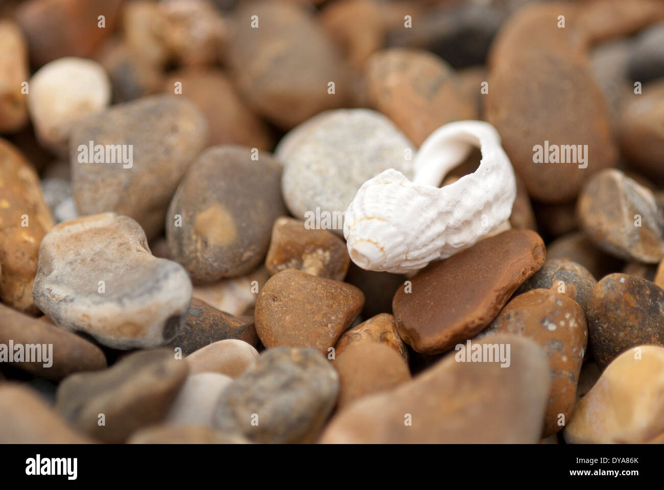 Conical broad cream coloured shell on stoney beach hi-res stock ...