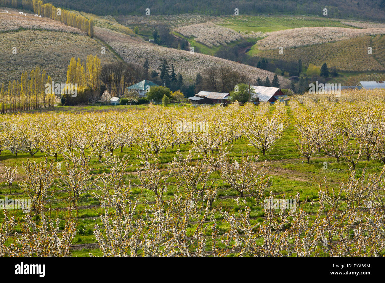 orchard orchards trees cherry trees cherry cherries spring sunny barn ...