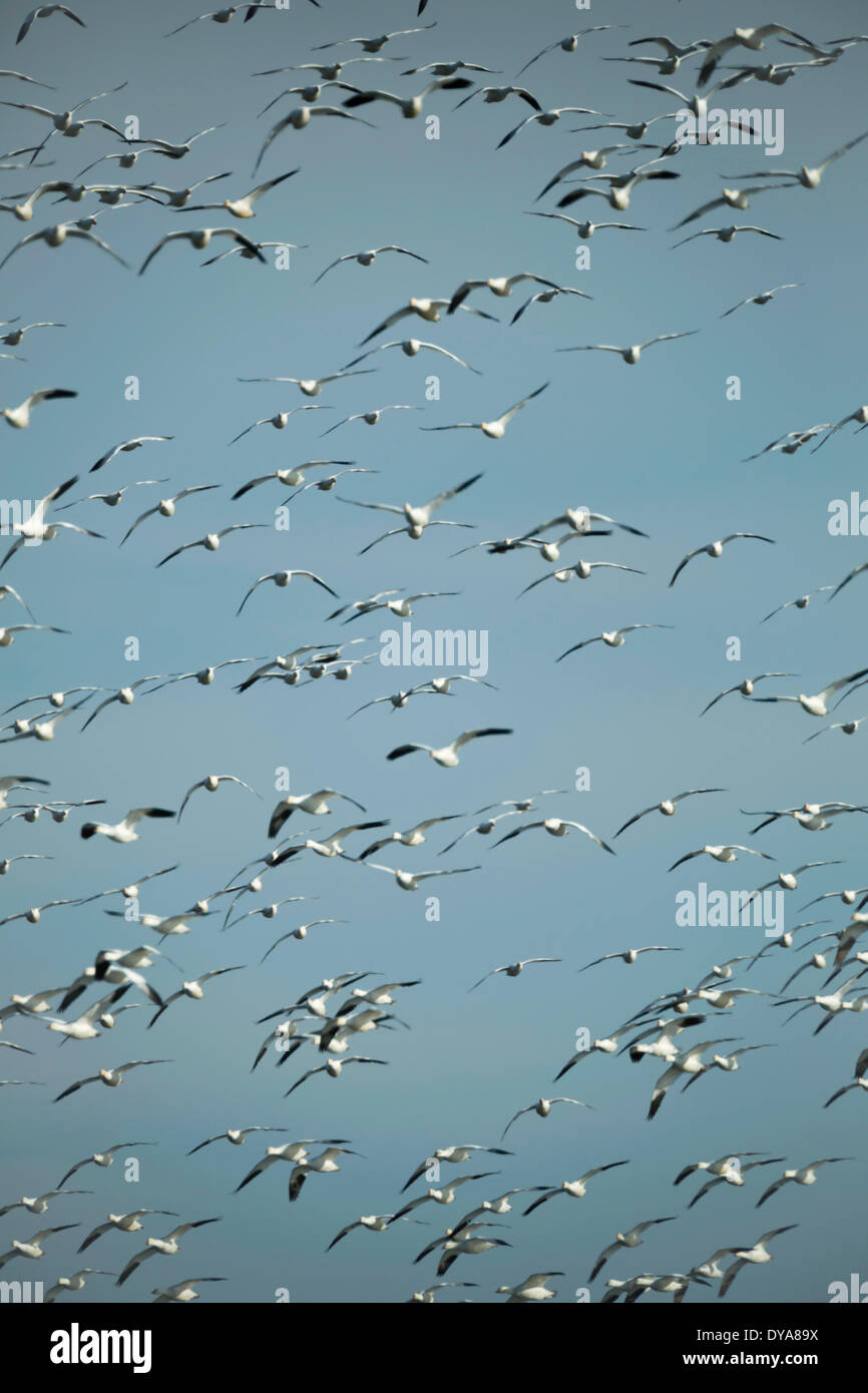 Migrating geese spring hi-res stock photography and images - Alamy
