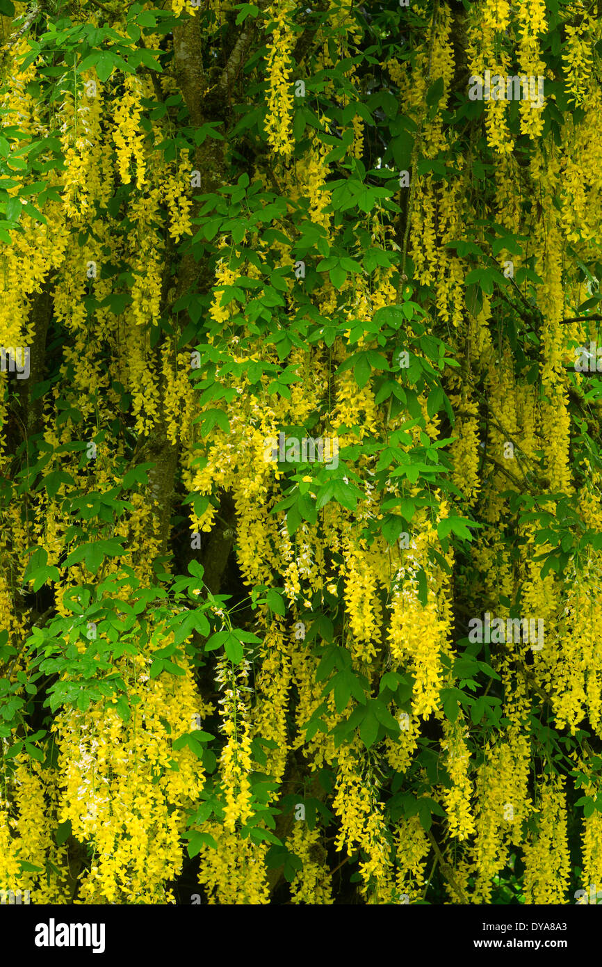 Oregon usa flower hi-res stock photography and images - Alamy