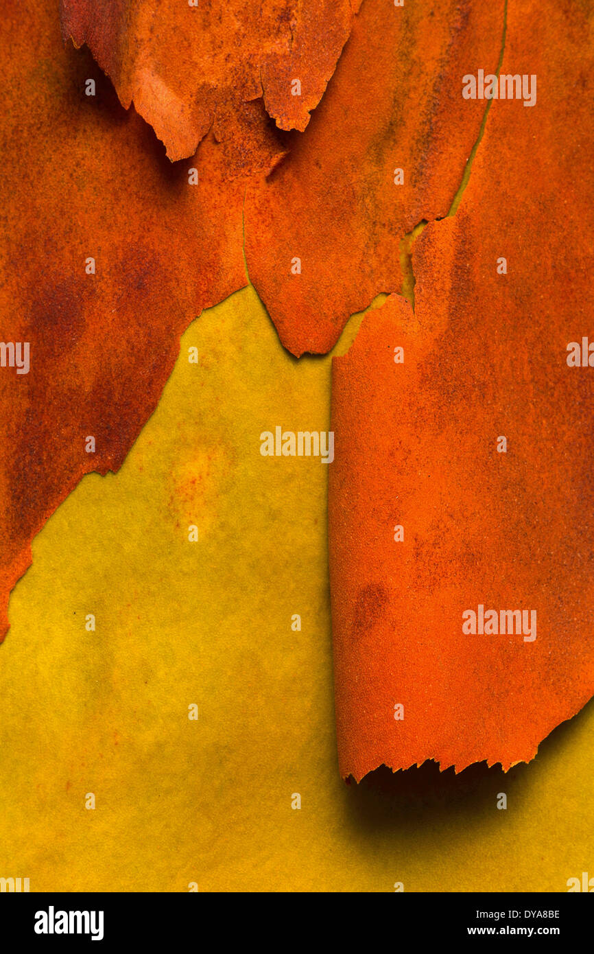 Madrona bark Arbutus menziesii Washington Whidbey Island colour ...