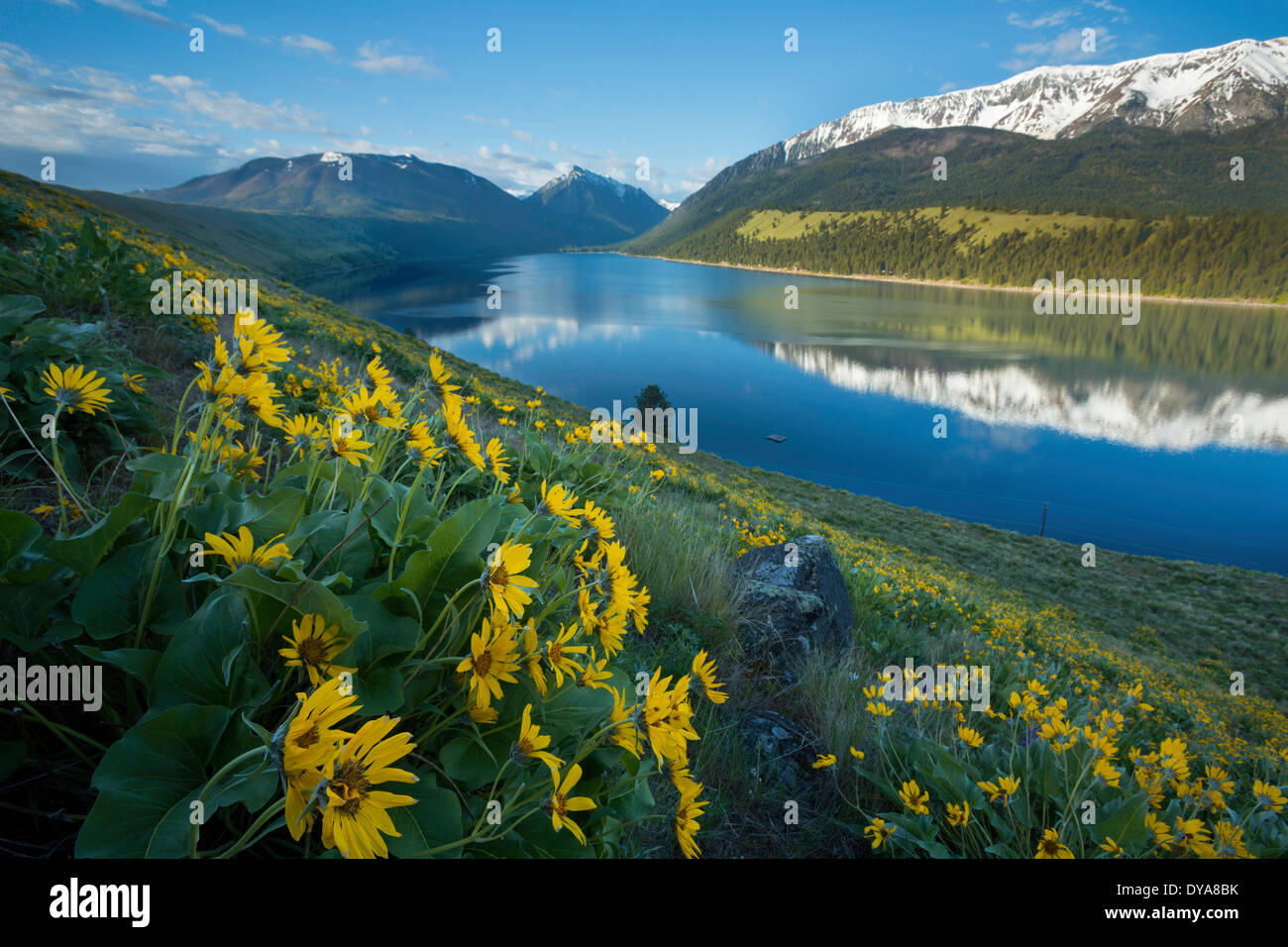 Wallowa Wallowas Oregon OR USA America United States balsamroot flower ...