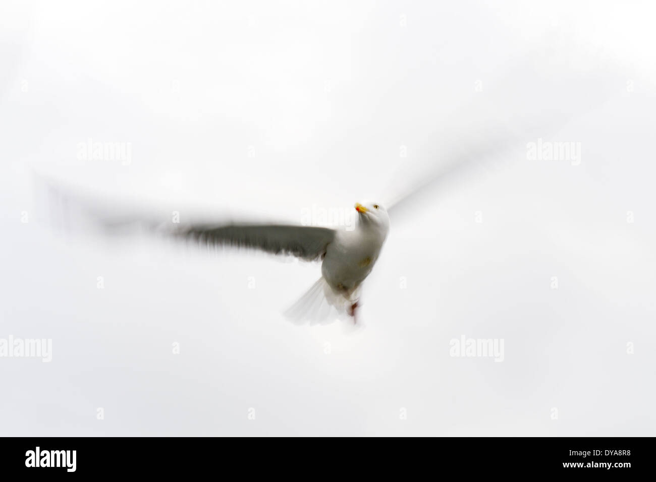 Motion blur slow shutter flying bird hi-res stock photography and ...