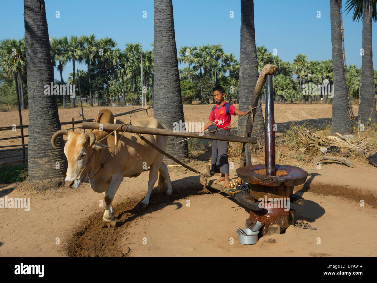 Mandalay, Myanmar, Burma, Asia, agriculture, cow, grinding, peanuts ...