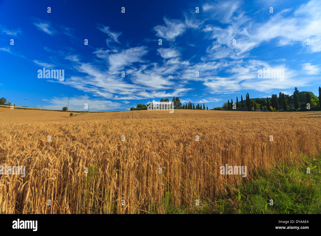 Tuscan beauty in Sovicille, Siena district, Tuscany, Italy Stock Photo ...
