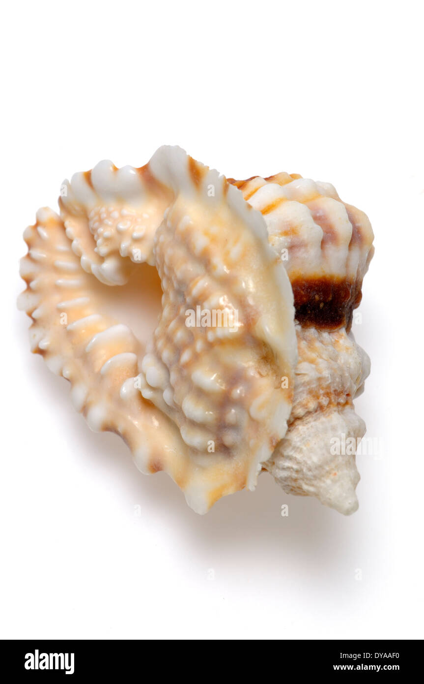 Common Distorsio shell (Distorsio anus) c7cm. Region: Indo-Pacific ...