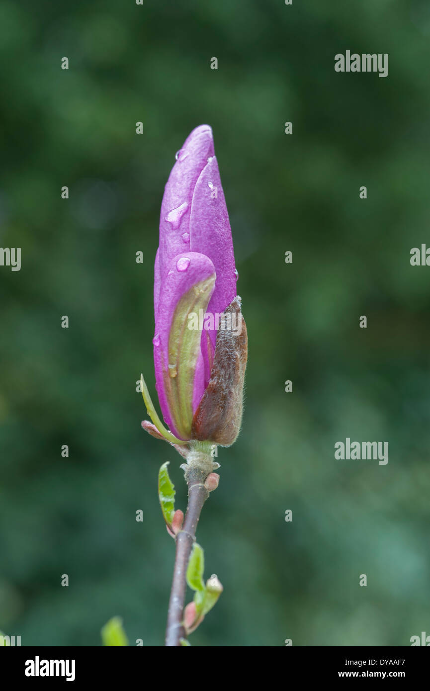 Bud clark hi-res stock photography and images - Alamy
