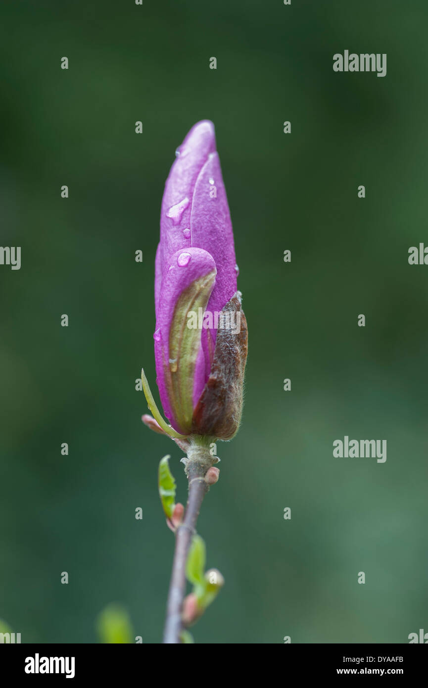 Bud clark hi-res stock photography and images - Alamy