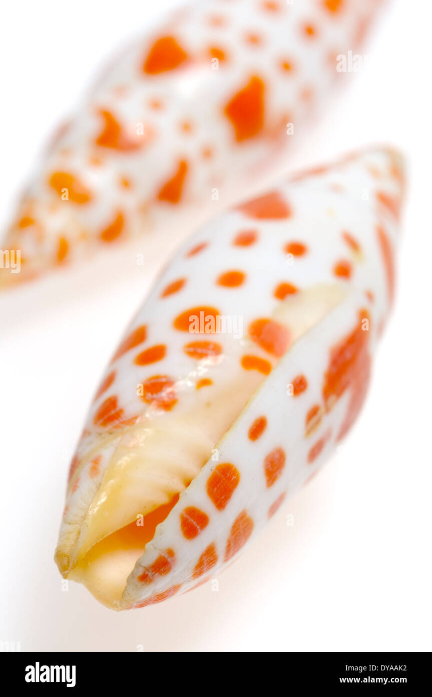 Episcopal Mitre shell (Mitra mitra) c8cm. Region: Indo-pacific Stock ...