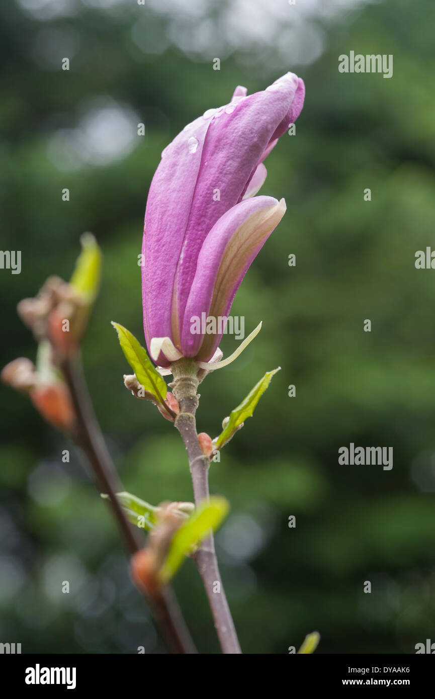 Bud clark hi-res stock photography and images - Alamy