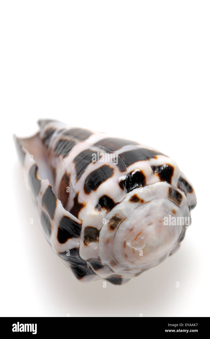 Hebrew cone shell hi-res stock photography and images - Alamy