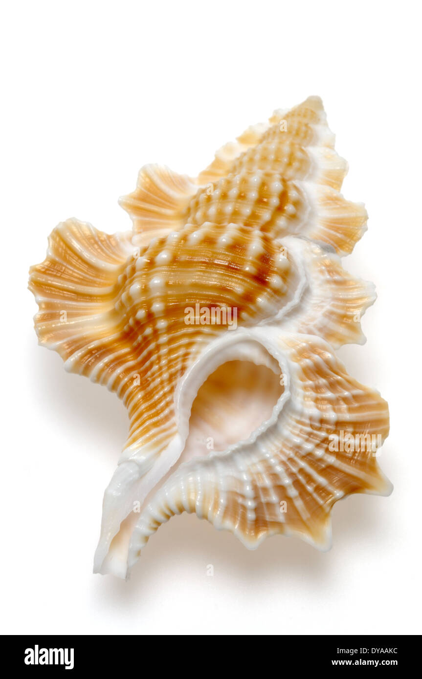 Maple Leaf Triton shell (Gyrineum perca) c2.5cm. Phillipines Stock ...