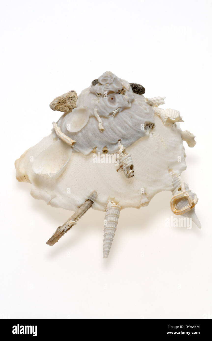 Xenophora hi-res stock photography and images - Alamy