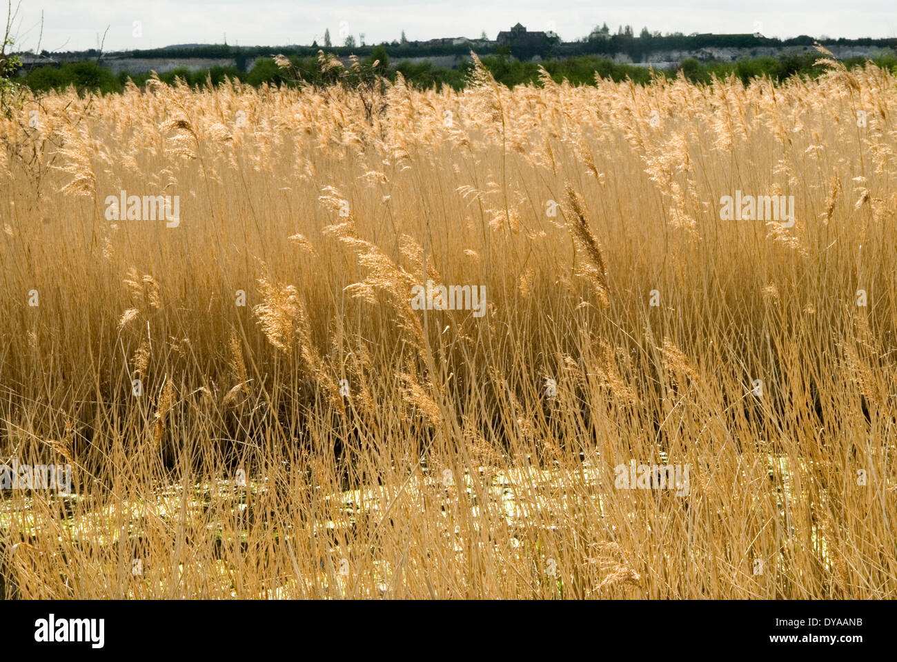 Swancombe peninsula kent site of paramount proposed massive theme park ...