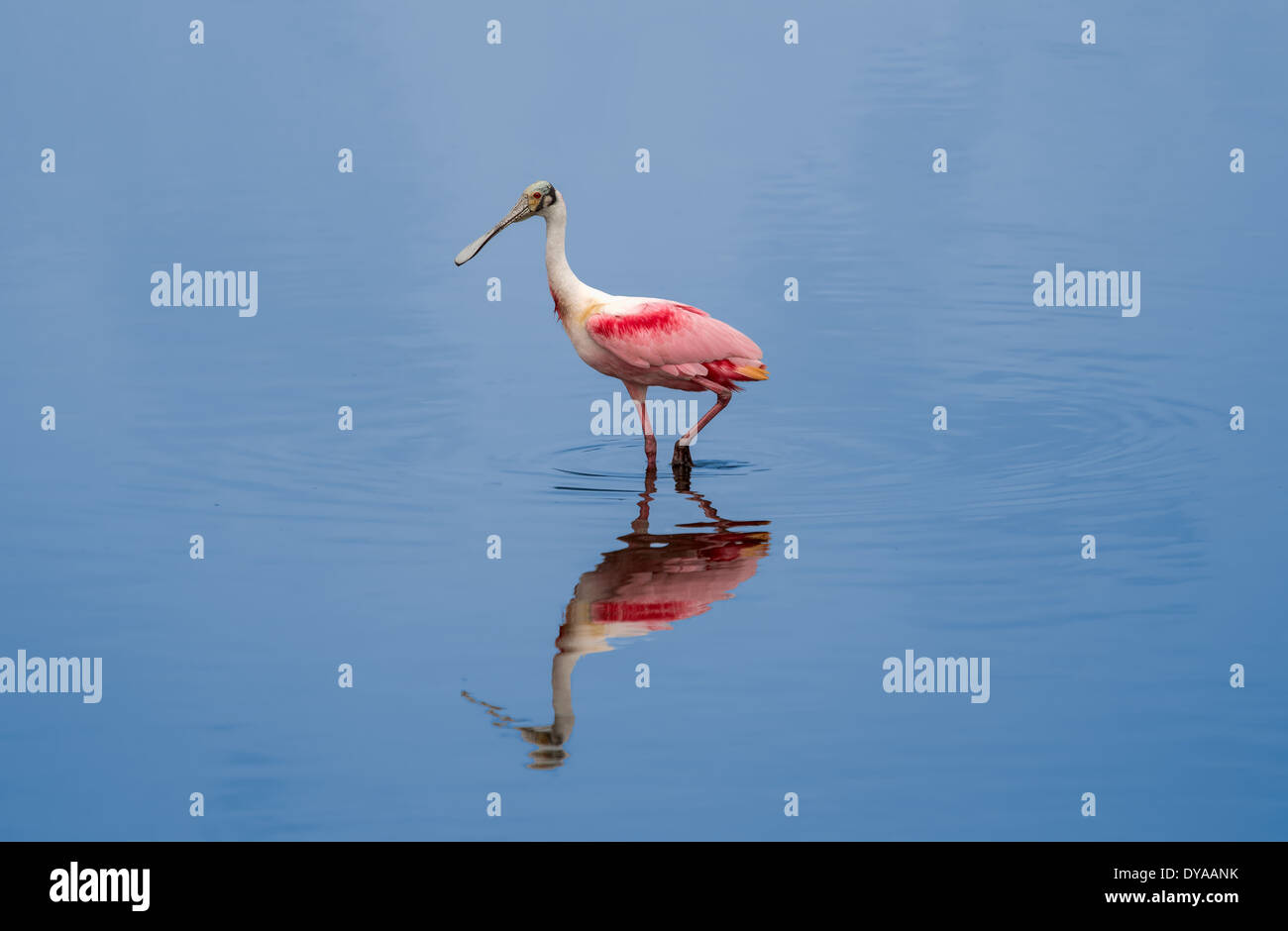 Roseate spoonbill ajaia ajaia red spoonbill hi-res stock photography ...
