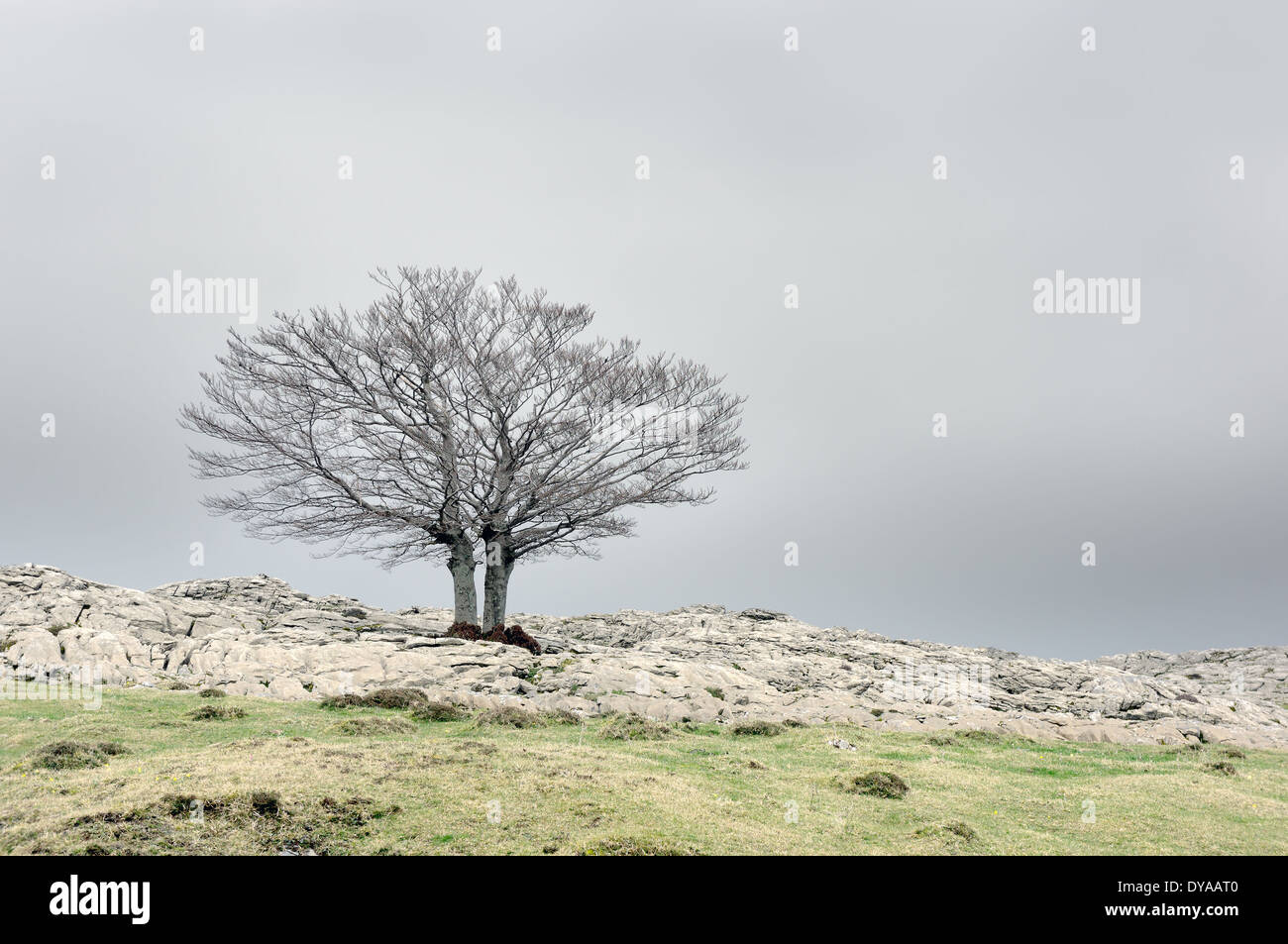 Tree copy hi-res stock photography and images - Alamy