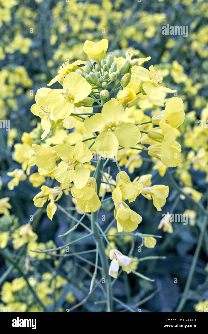 flower head of oil seed rape Stock Photo - Alamy