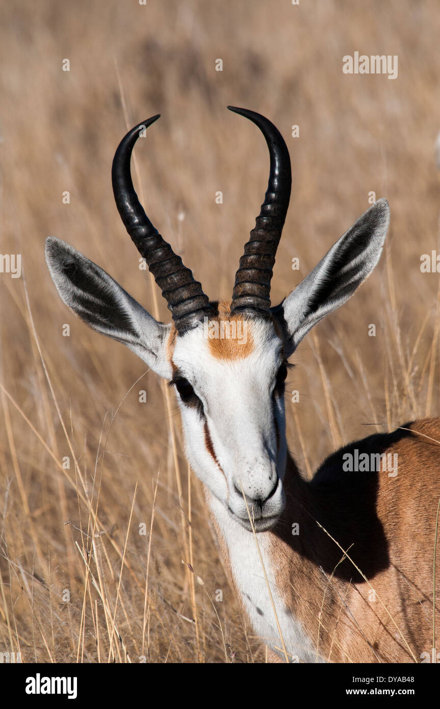 White Springbuck